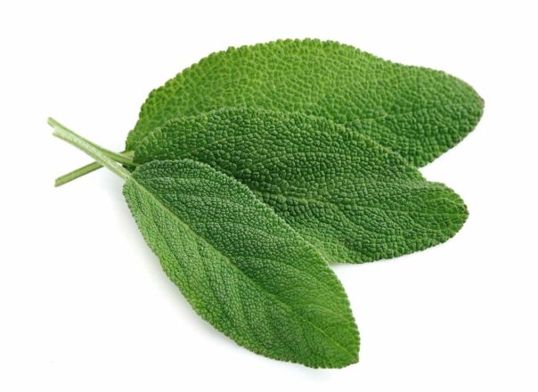 Sage for dogs – this is what you should know about its use!